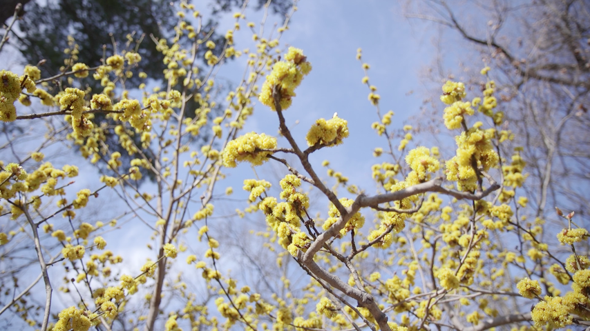 How Do Trees Know When It's Spring? A Horticulturalist Explains The ...