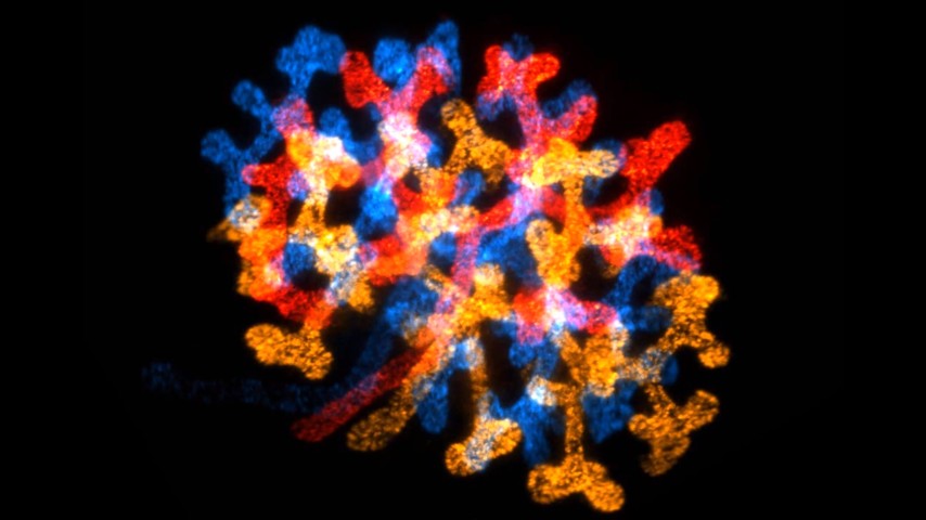 Our Incredible, Microscopic World: Nikon Small World in Motion 2015 ...