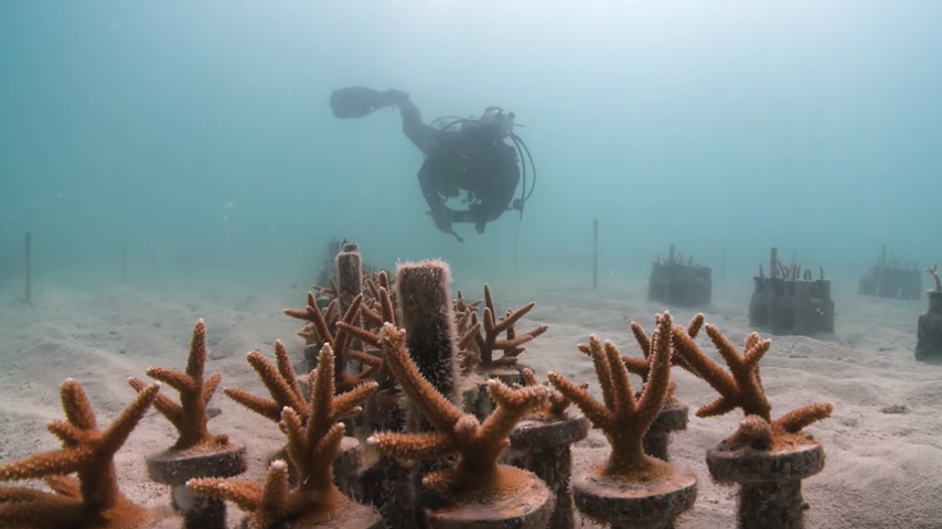 A Coral Reef Revival - The Atlantic - The Atlantic