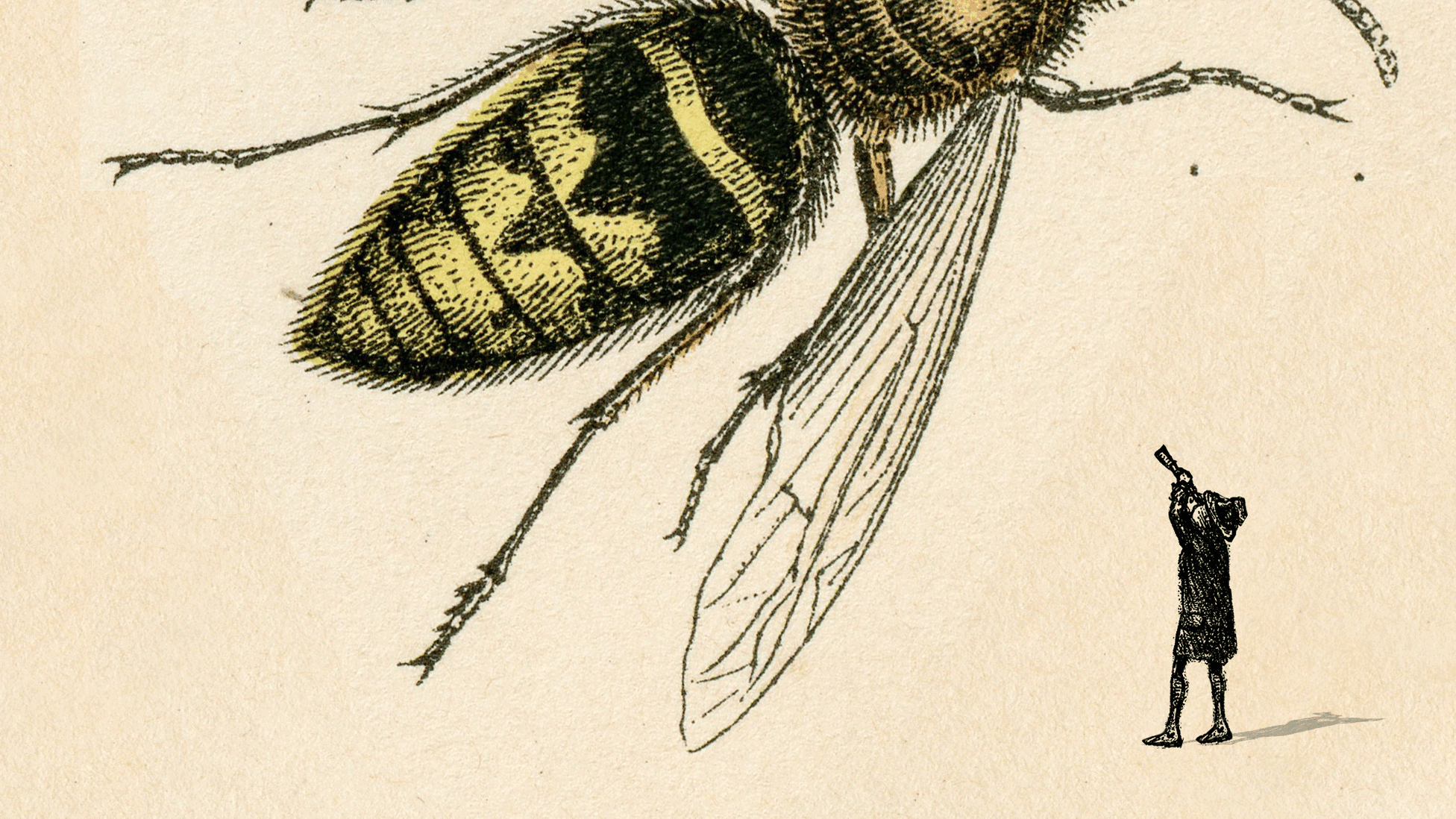 What Will It Take to Save Wallace's Giant Bee? - The Atlantic
