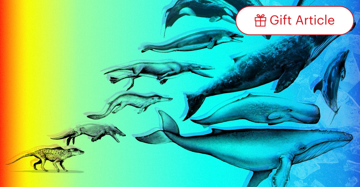 baleen whale evolution