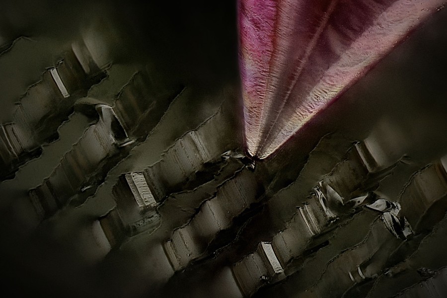 Photographing the Microscopic: Winners of Nikon Small World 2024 - The ...