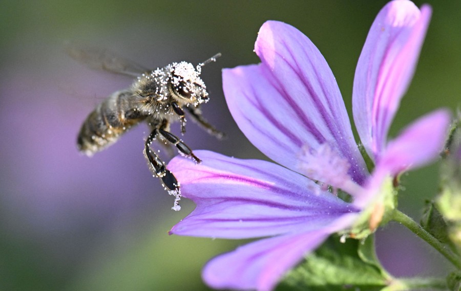 Photos of the Week: Mormon Crickets, Dragon Boats, Floating Concert ...