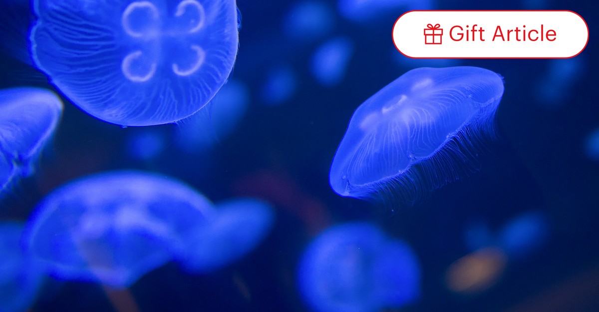 jellyfish articles