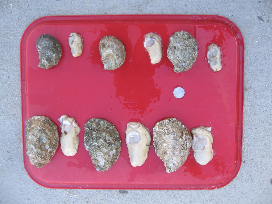 Tasty Mutants: The Invention of the Modern Oyster - The Atlantic