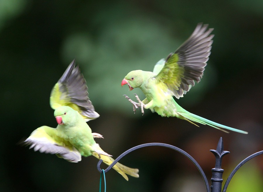 Photos: The Parakeets of London - The Atlantic