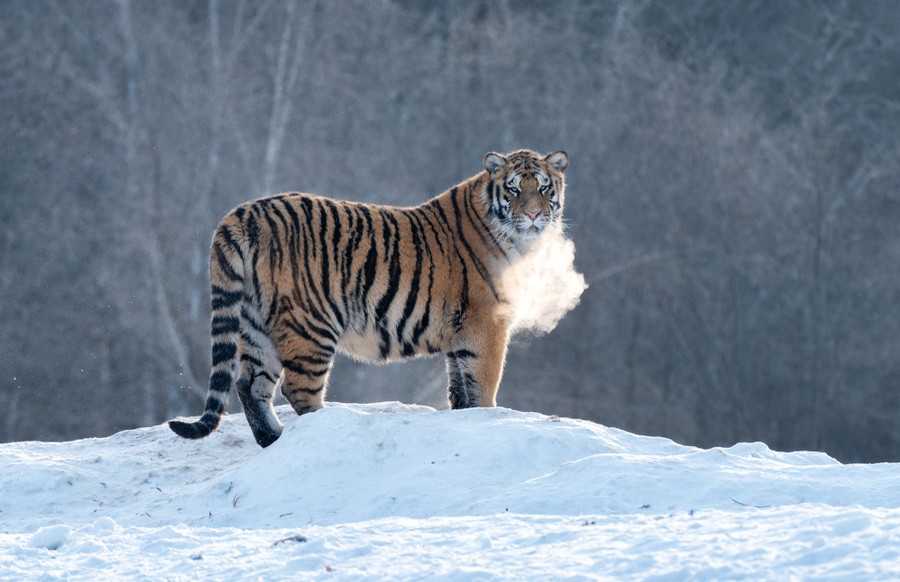 Photos of the Week: Siberian Tiger, Frosty Foliage, Snowball Fight ...
