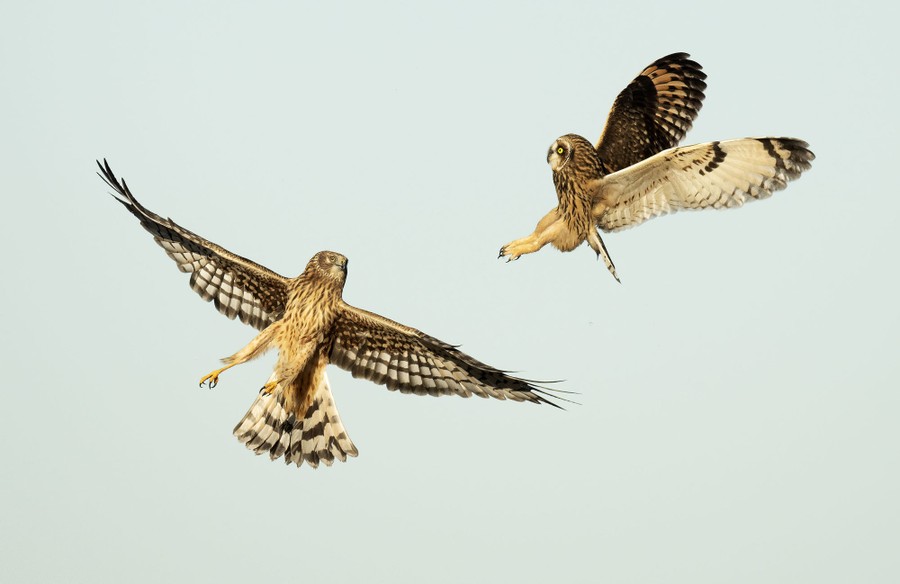 Photos: Superb Owl Sunday VIII - The Atlantic