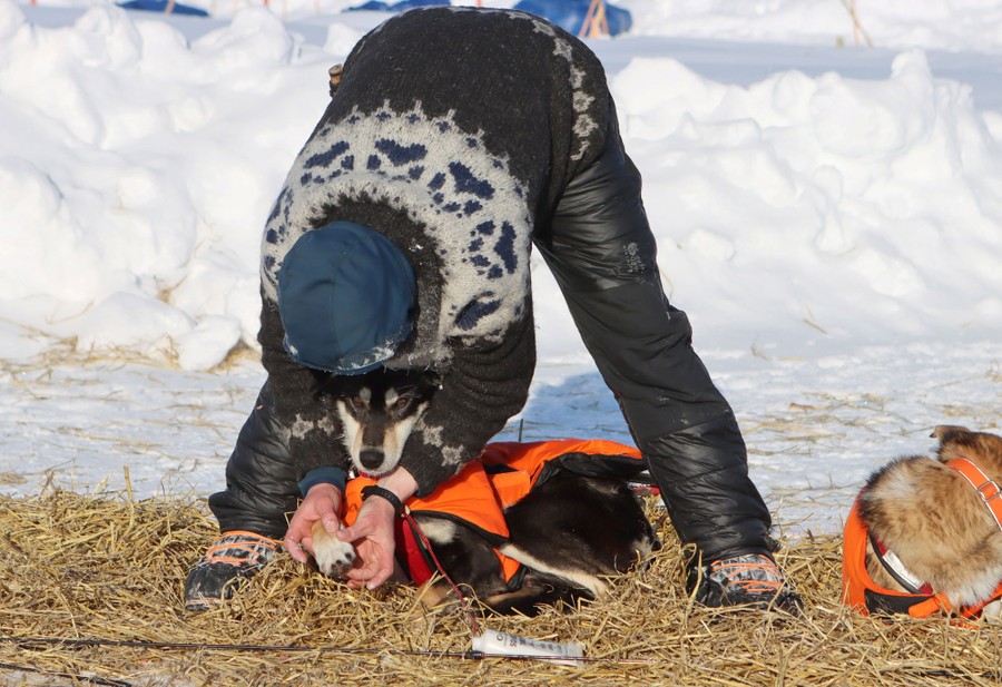 Scenes From the 2021 Iditarod Trail Sled Dog Race - The Atlantic