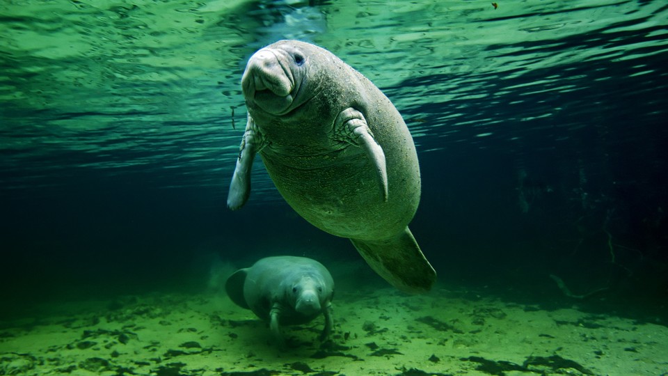 manatee articles