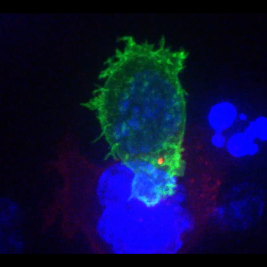killer t cells microscope
