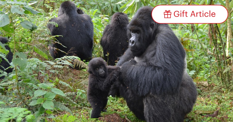 newborn silverback gorilla
