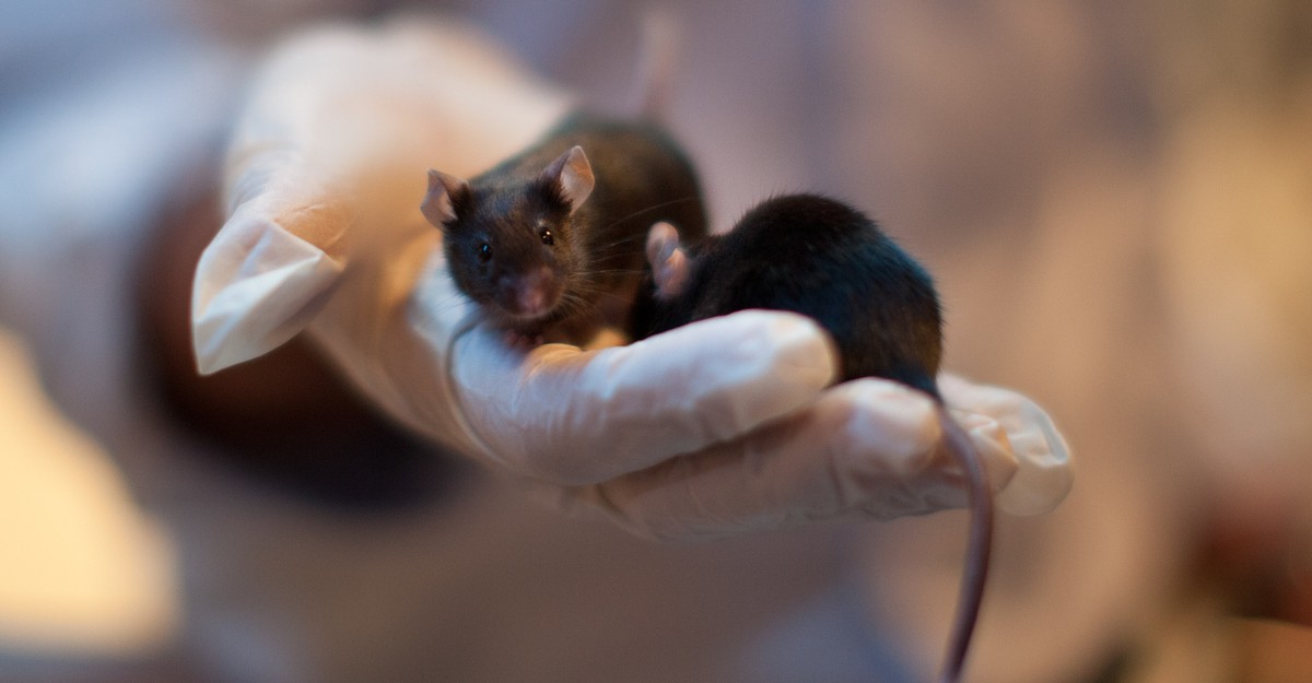 Yes, We're Dropping Thousands of Dead Mice Laced With Tylenol on Guam ...