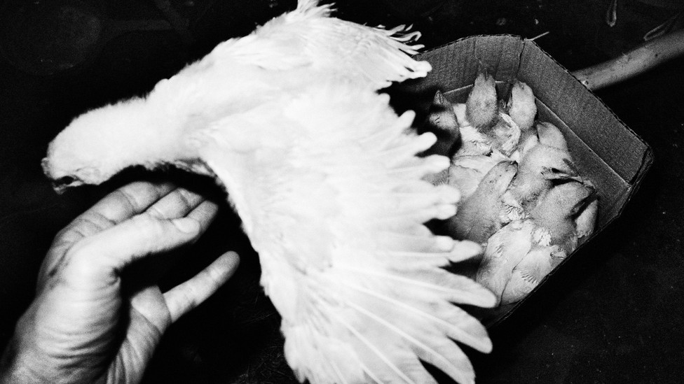 People Know Eating Meat Is Wrong, So Why Do They Still Do It? - The ...