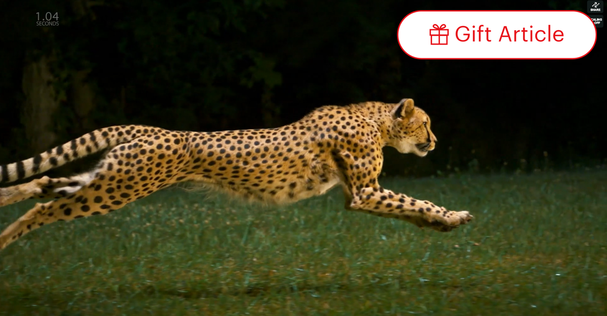 cheetah running technique