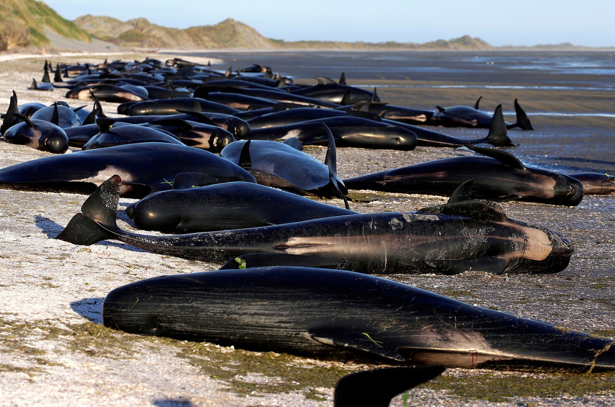 Why Did 150 Whales Strand Themselves on Australia's Coast? - The Atlantic