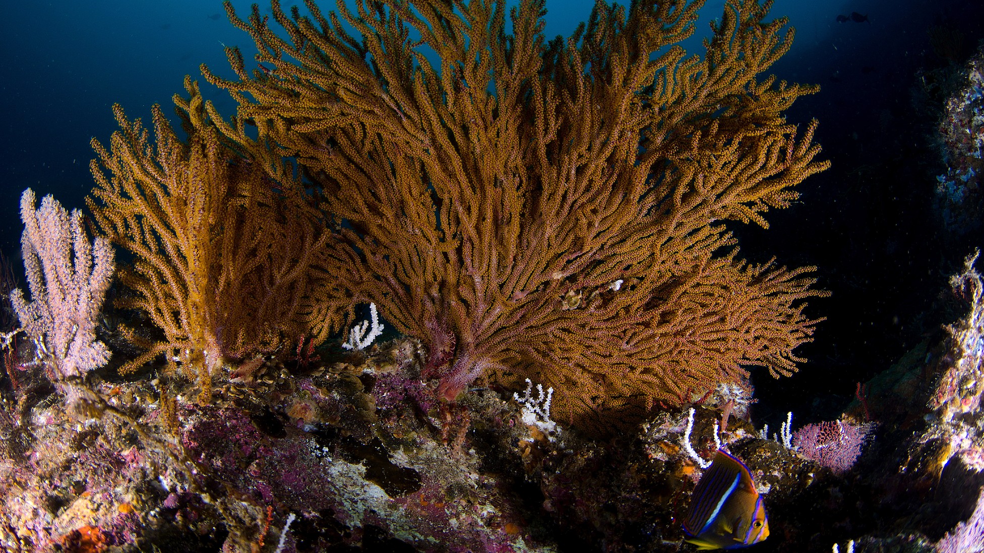 Extreme Heat Toasted the Caribbean's Corals - The Atlantic