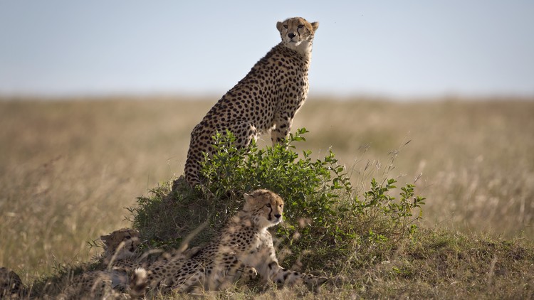 South African Air-Force Bases Use Cheetahs to Clear Runways of Wild ...