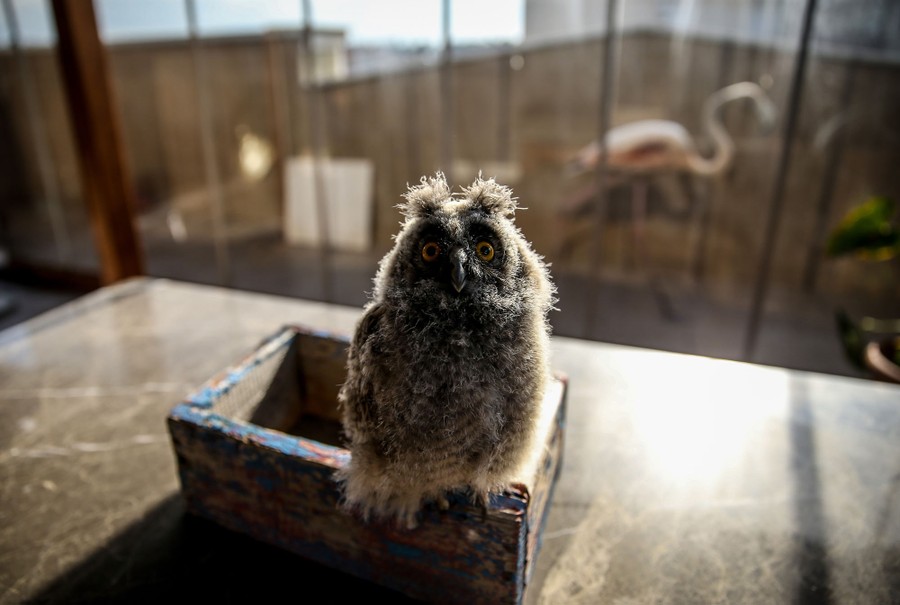 Photos: Superb Owl Sunday III - The Atlantic