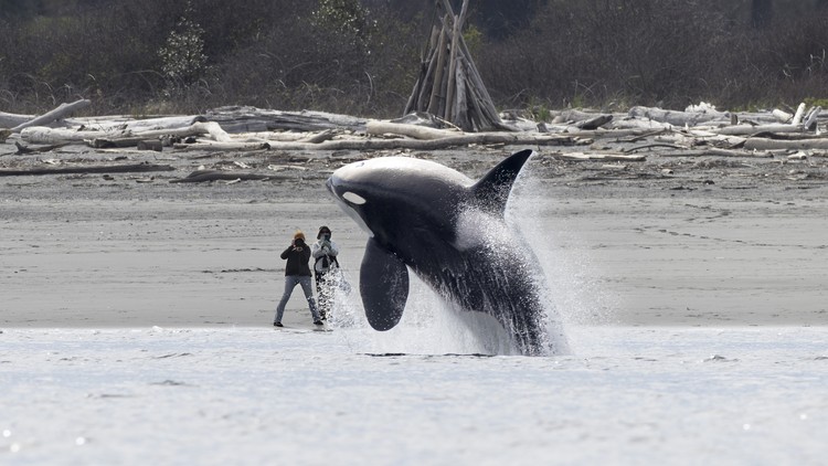 Ocean Photographer of the Year 2025 Finalists - The Atlantic