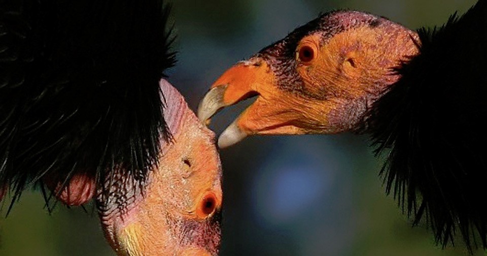 Conservationists Should Save Parasites Alongside More Charismatic ...