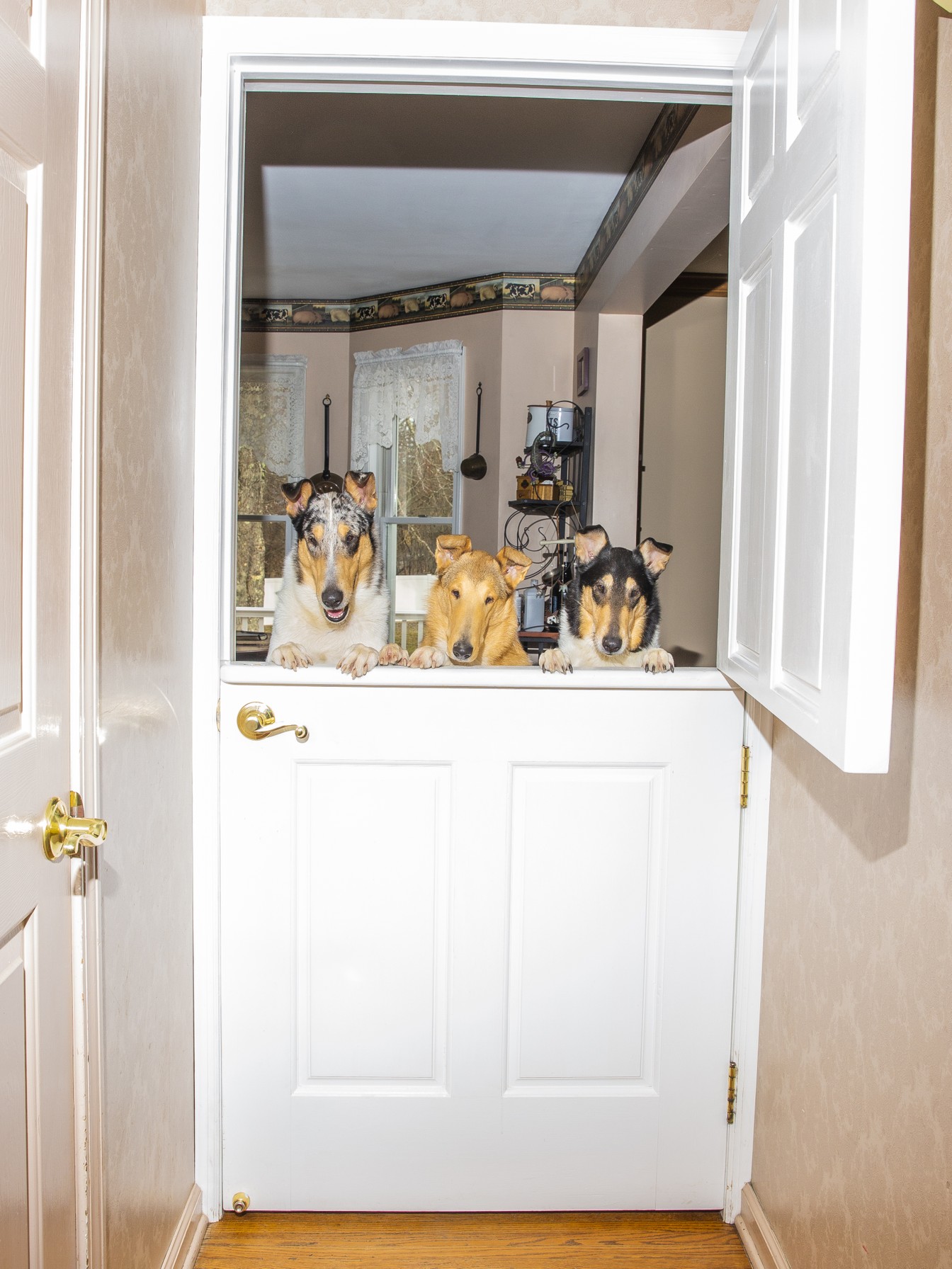 What It's Like for Show-Dog Families Before Westminster - The Atlantic