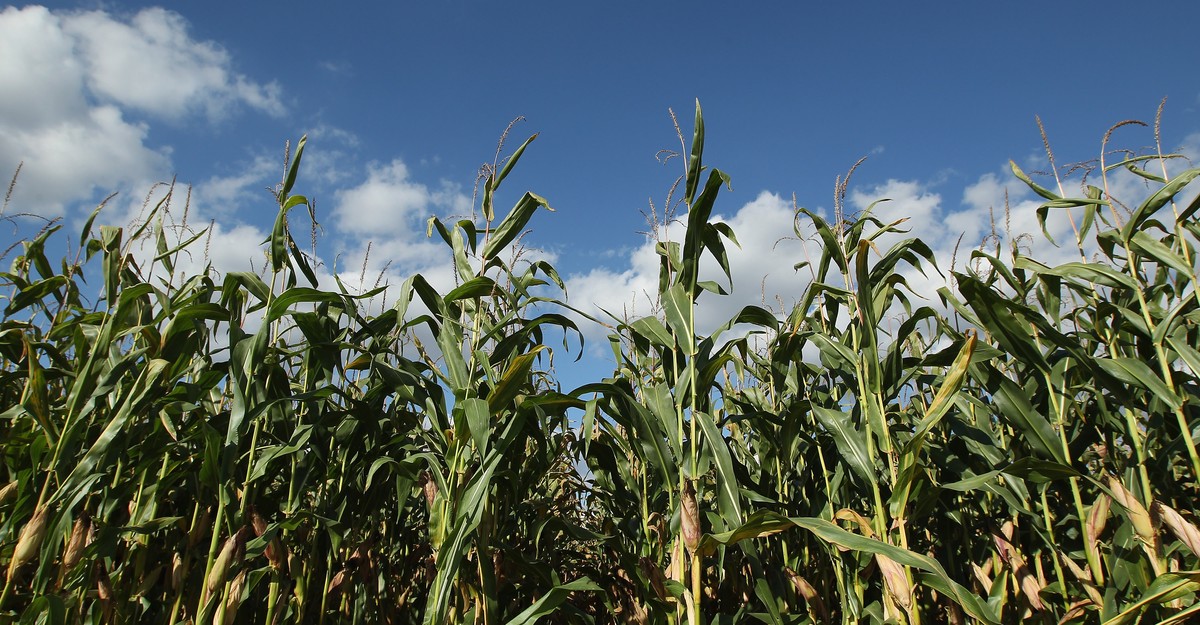 Agent Orange Ingredient Could Soon Be Used to Kill Superweeds - The ...