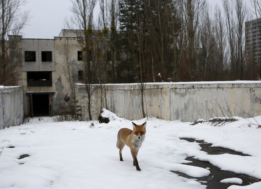 Visiting Chernobyl 32 Years After the Disaster - The Atlantic