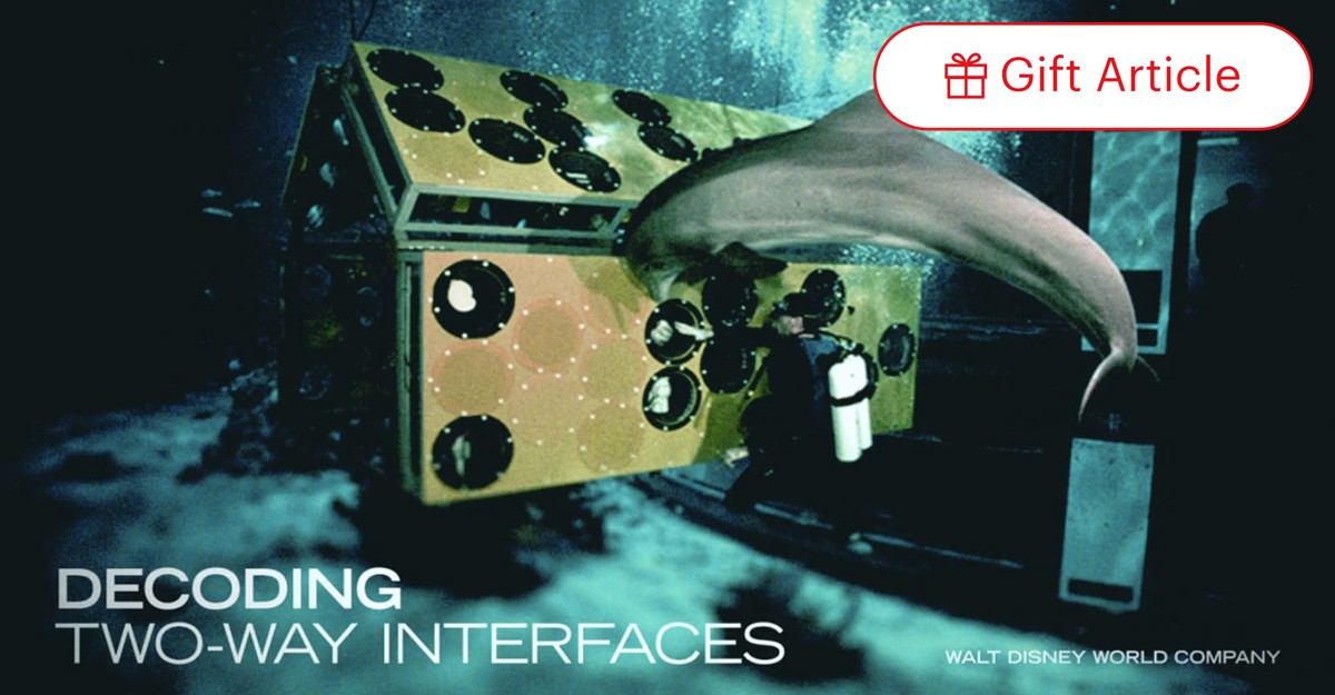 dolphin information technology