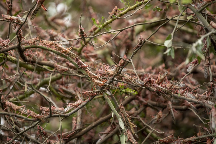 Photos: Worst Locust Swarms in Decades Hit East Africa - The Atlantic