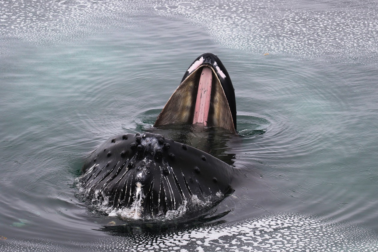 Why Do Whales Blow Bubbles? - The Atlantic