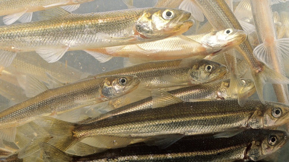 How a Gene Jumped Between Two Very Different Kinds of Fish - The Atlantic