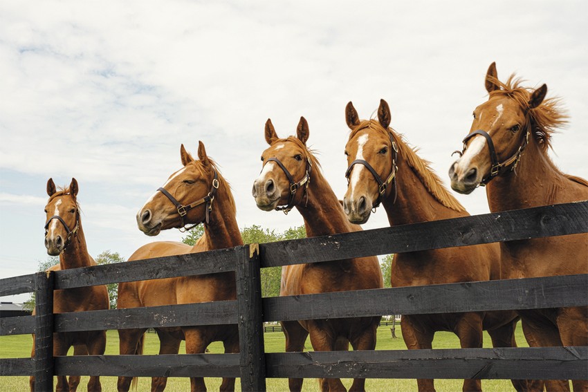 Inside the Creepy, Surprisingly Routine Business of Animal Cloning ...