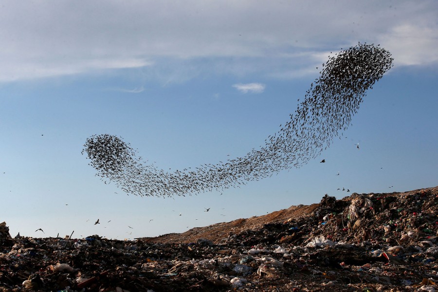 Photos: The Murmurations of Starlings - The Atlantic