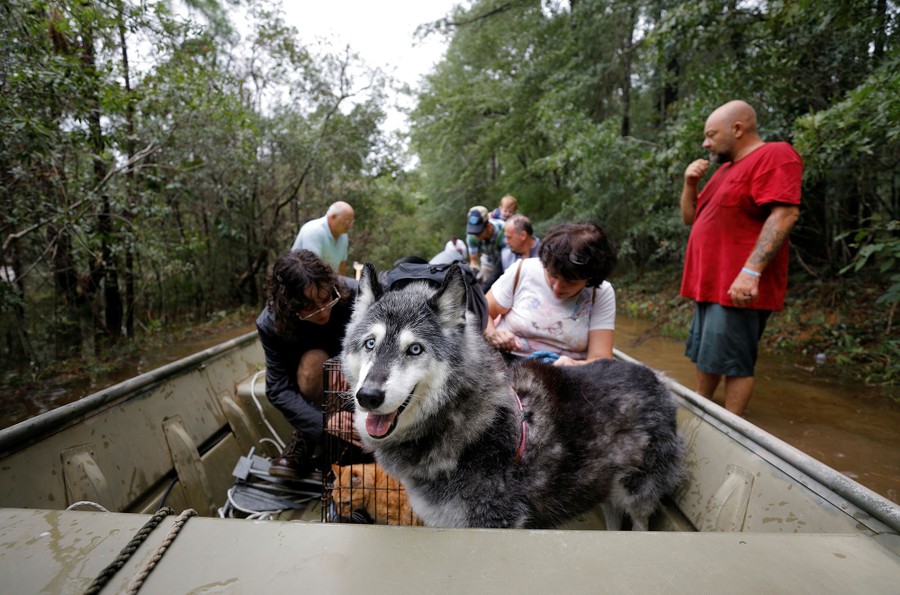 Hurricane Florence: Pet Rescues in Photos - The Atlantic