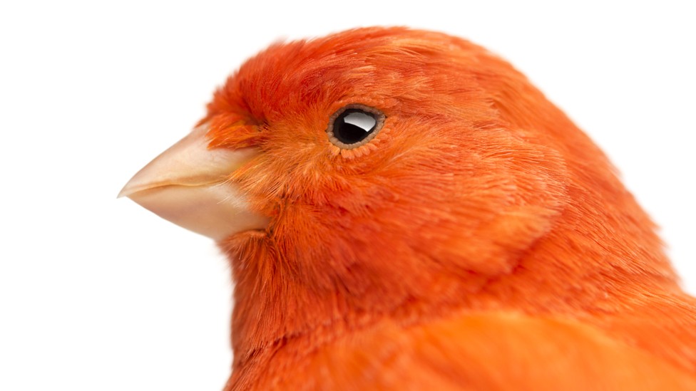 The Gene That Paints Birds Red - The Atlantic