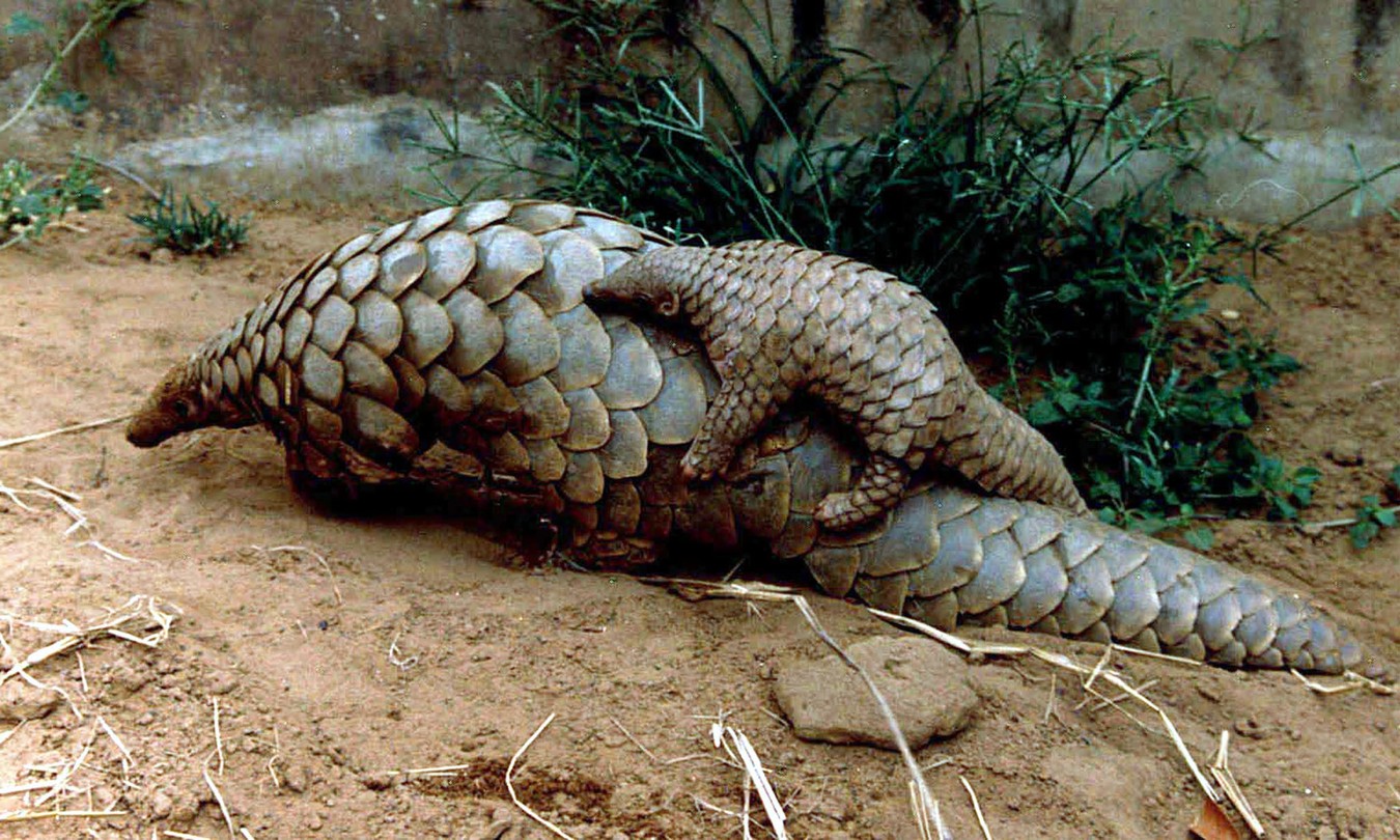 What the Heck Is a Pangolin? - The Atlantic