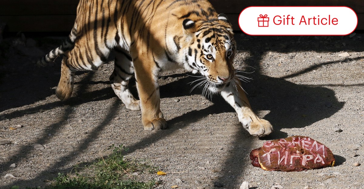 putin tiger conservation