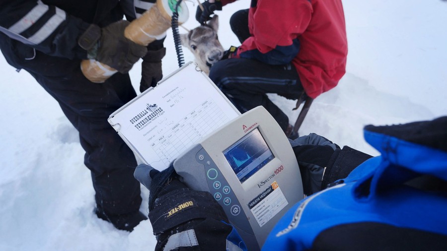 Norway’s Radioactive Reindeer - The Atlantic