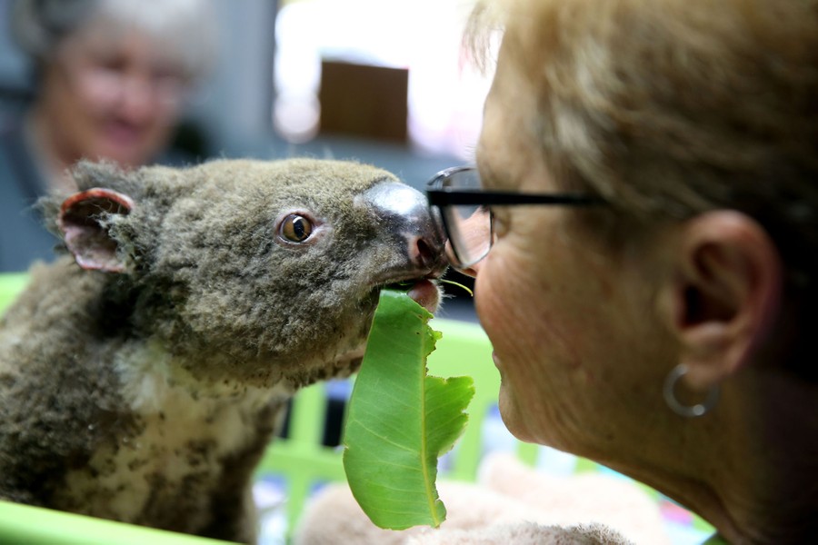Photos: Animals Rescued From Australia’s Bushfires - The Atlantic