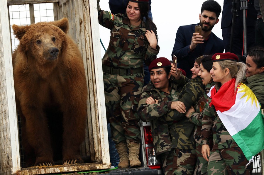 Photos of the Week: Oscar Night, Iraqi Bear Release, Paralympics in ...