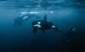 All Stories by Shi En Kim - The Atlantic