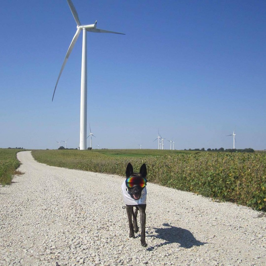 Are Wind Turbines a Danger to Wildlife? Ask the Dogs. - The Atlantic