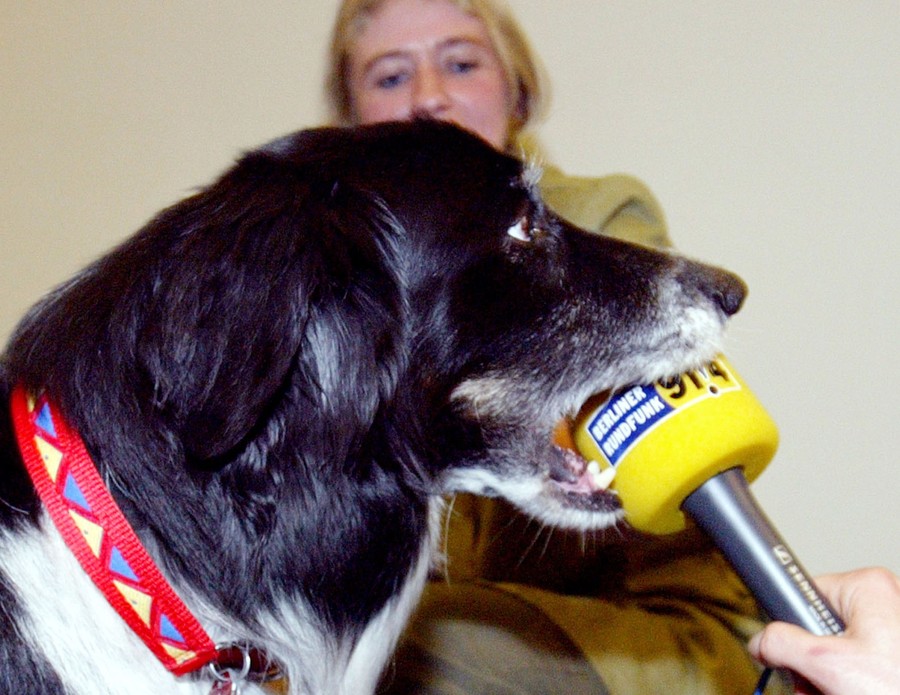 Sound Bites: Dogs on the Microphone - The Atlantic