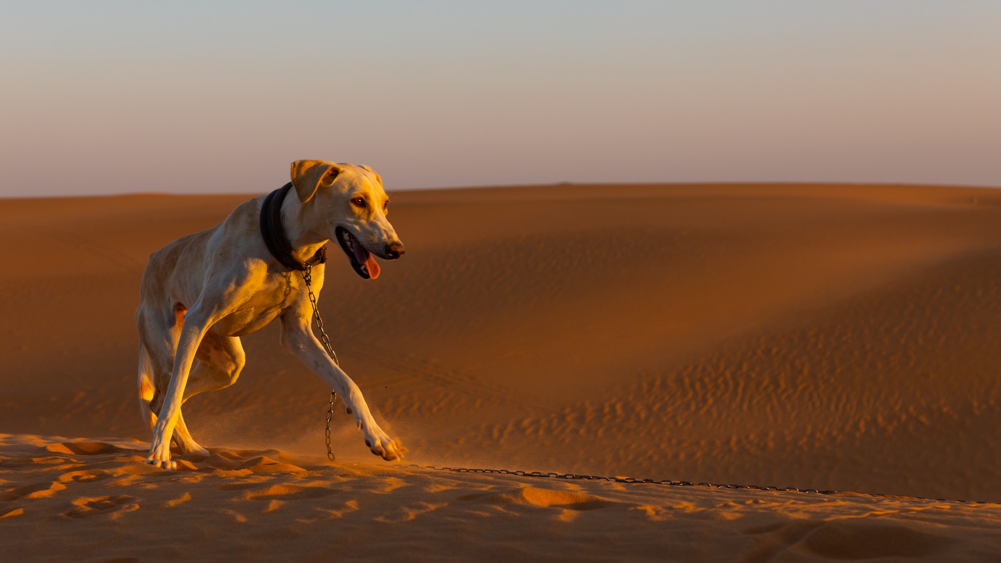 How Dogs on Mars Would Live - The Atlantic