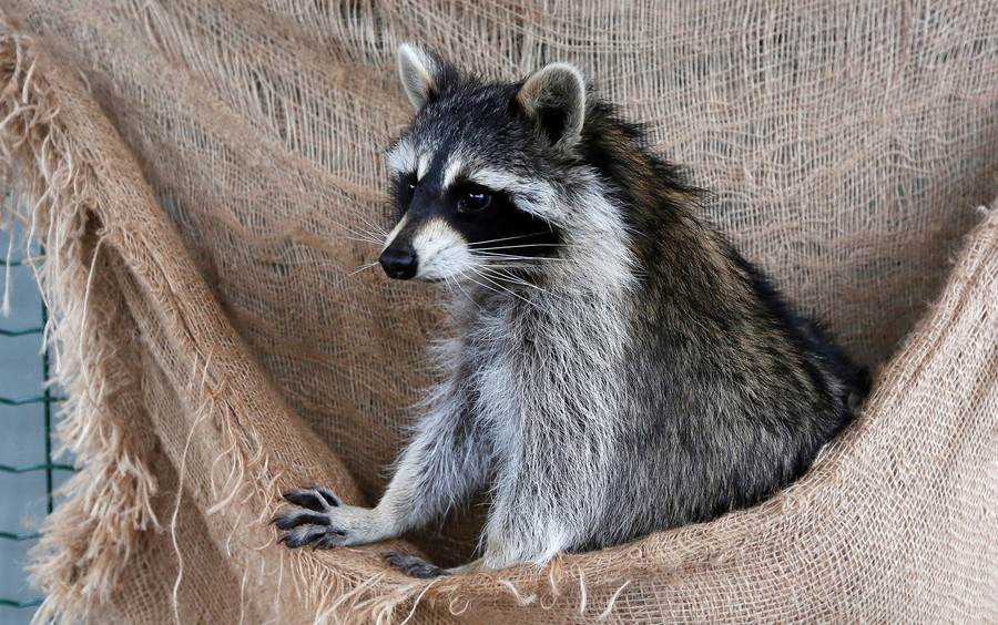 Photos of the Week: 10/7–10/13 - The Atlantic