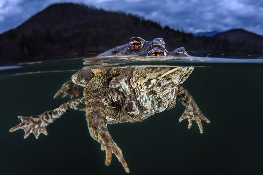 Winners of the 2019 Ocean Art Underwater Photo Contest - The Atlantic