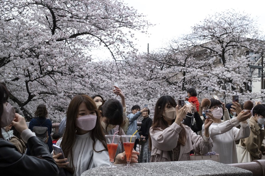 Photos: Among the Cherry Blossoms - The Atlantic