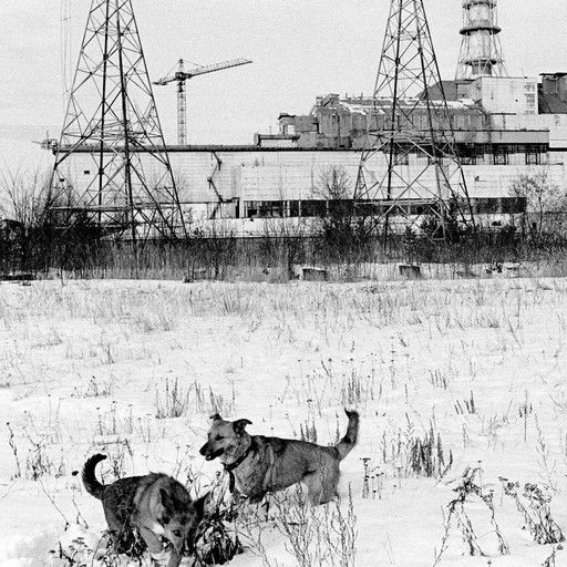 There’s something odd about the dogs living at Chernobyl - The Atlantic