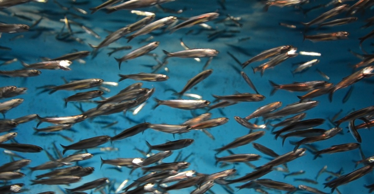Anchovies Are a Force to Be Reckoned With - The Atlantic